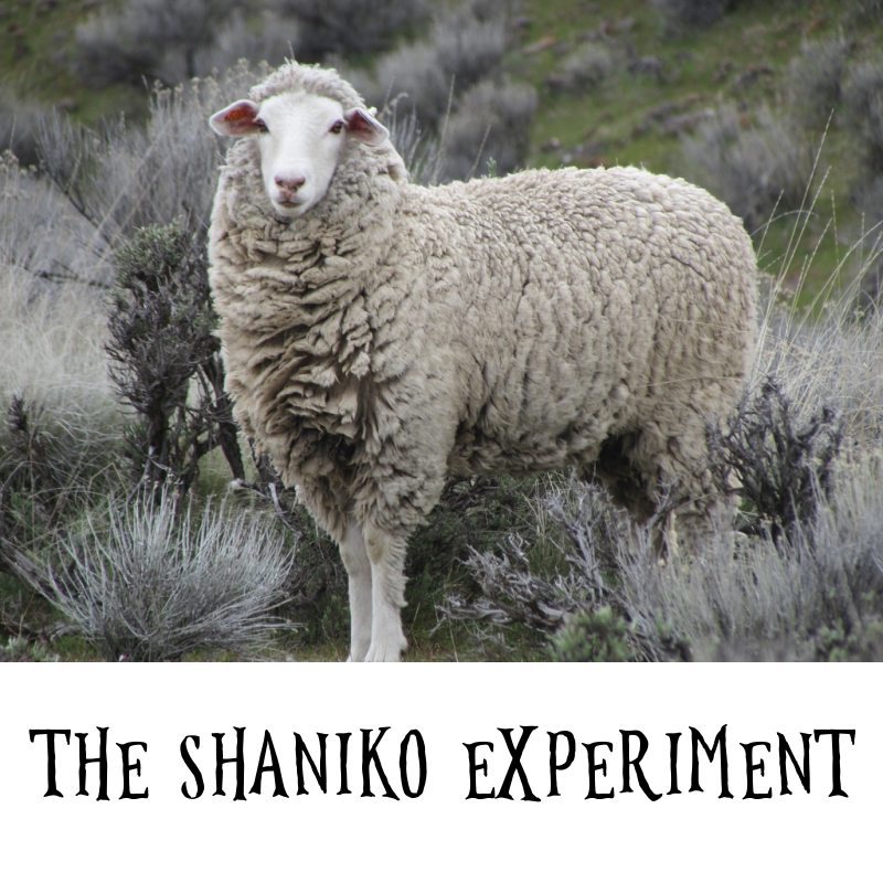 The Shaniko Experiment – A Whimsical Wood Yarn Co.